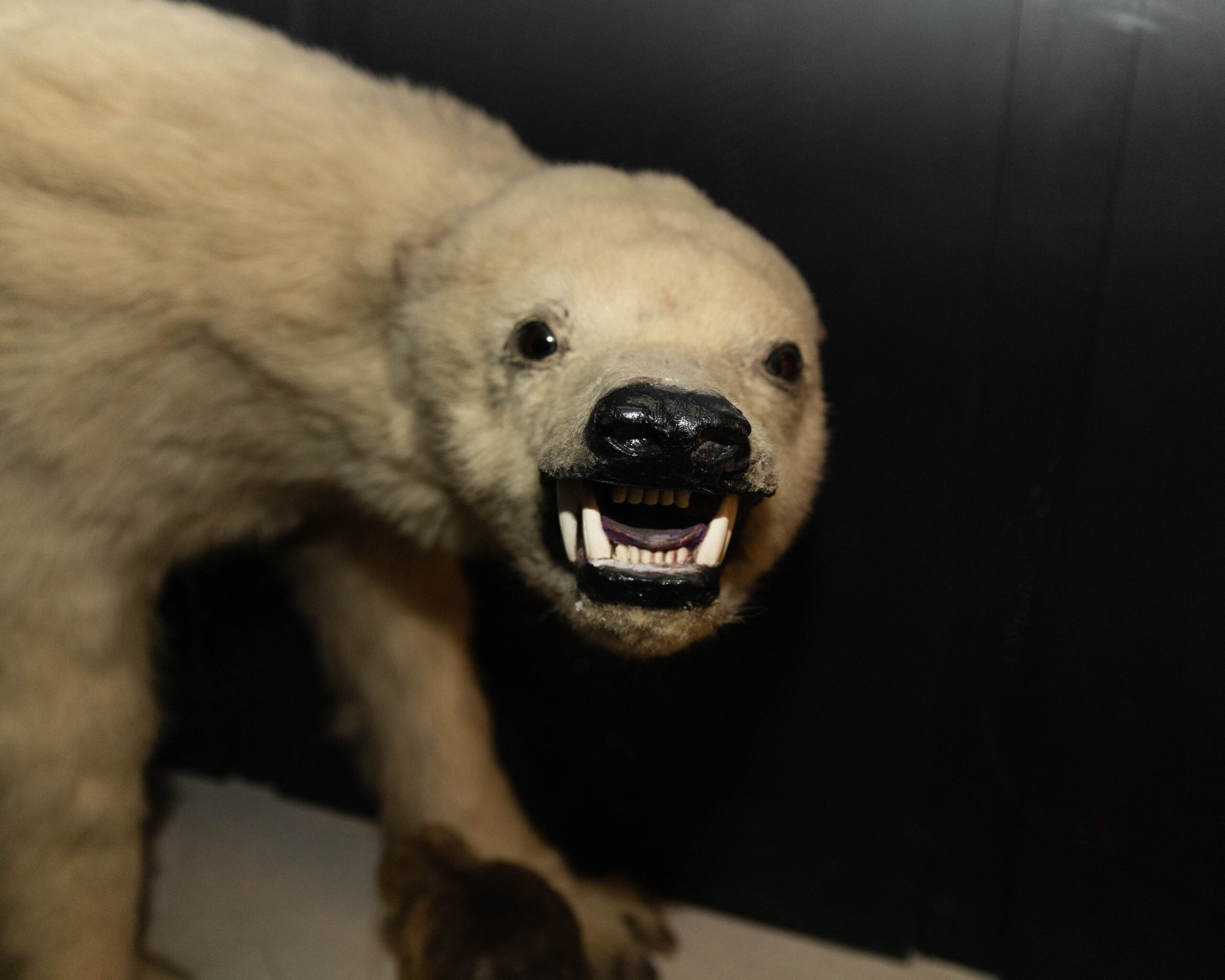 Visit The Whitaker Museum and Restaurant - Visit Rossendale